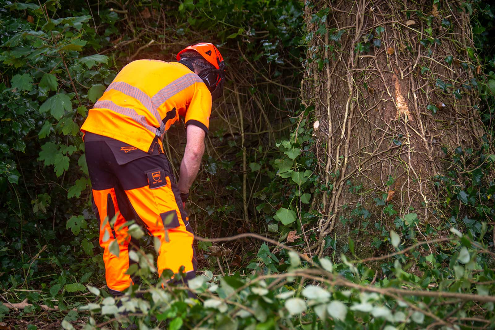 Tree Reports & Consultancy - Parklawn Tree Services